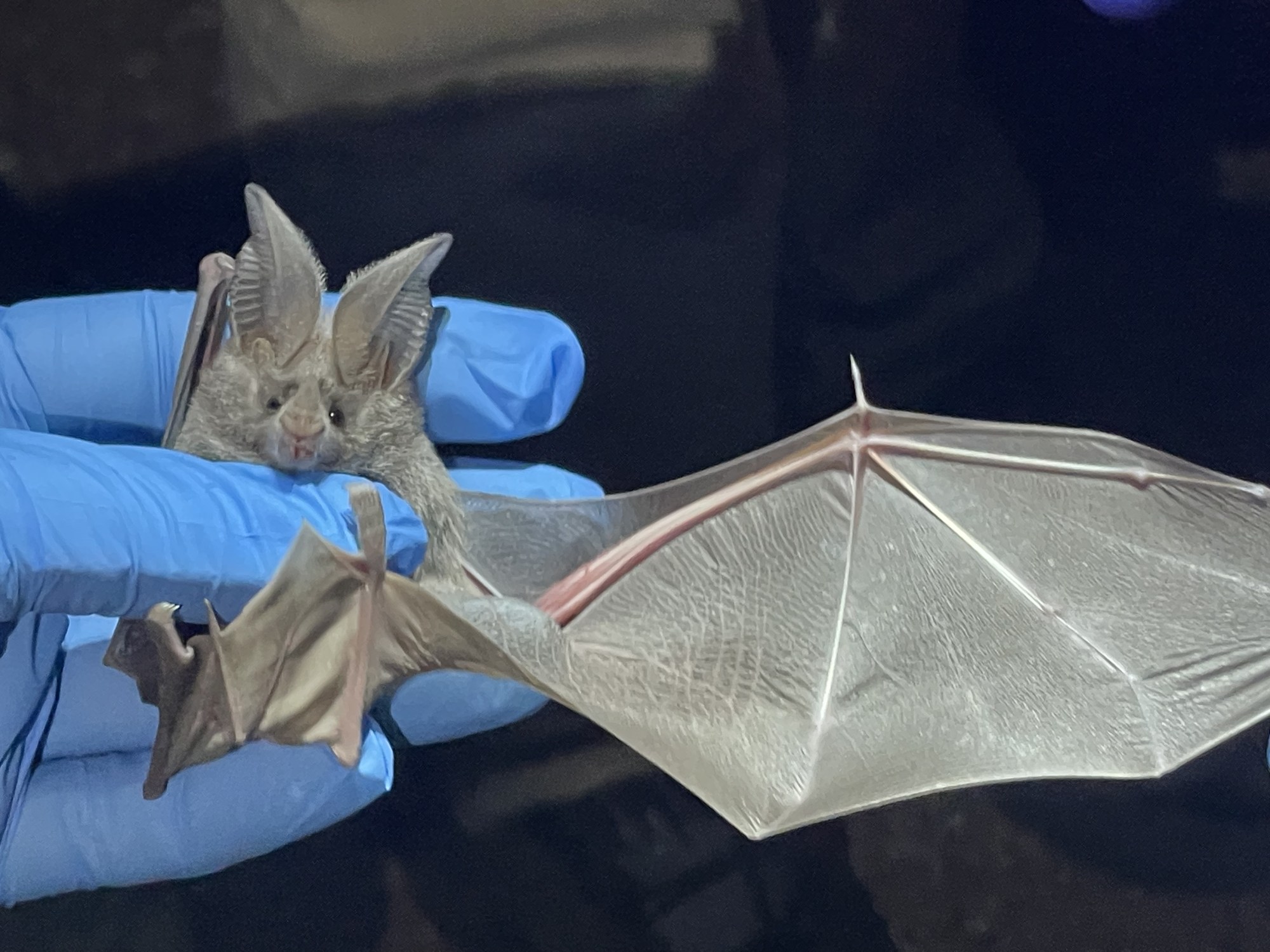 Kingston Lab | Conservation ecology of bats